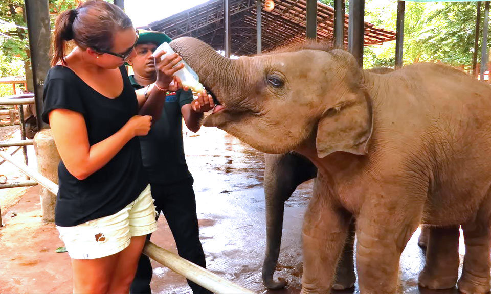 Pinnawala Elephant Orphanage – Heslaa Tours